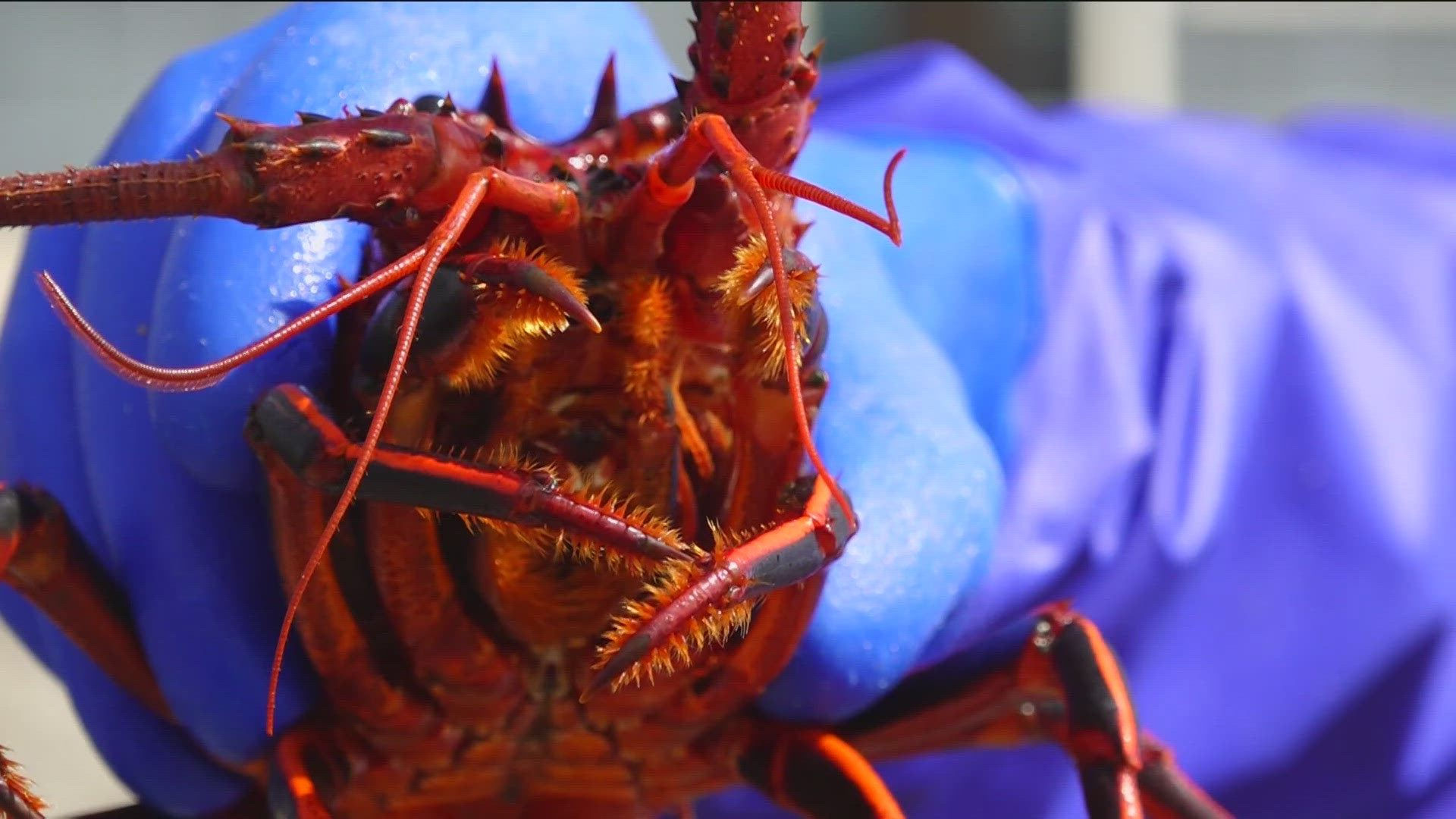 Spiny lobster prices crash due to tariffs, impacting San Diego ...