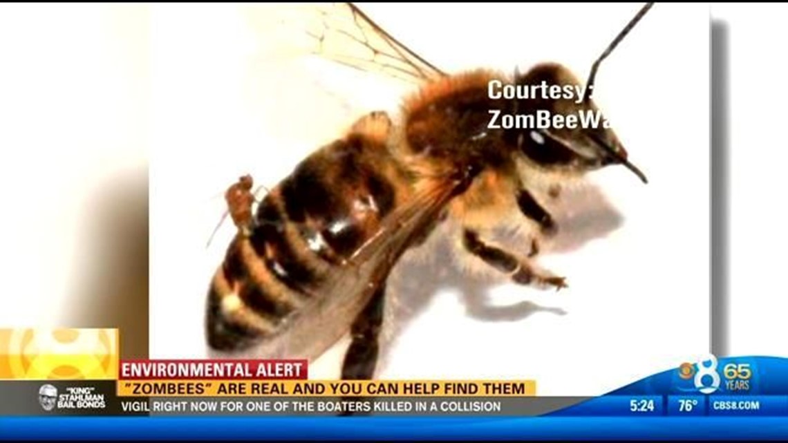 "Zombees" are real, and you can help find them | cbs8.com
