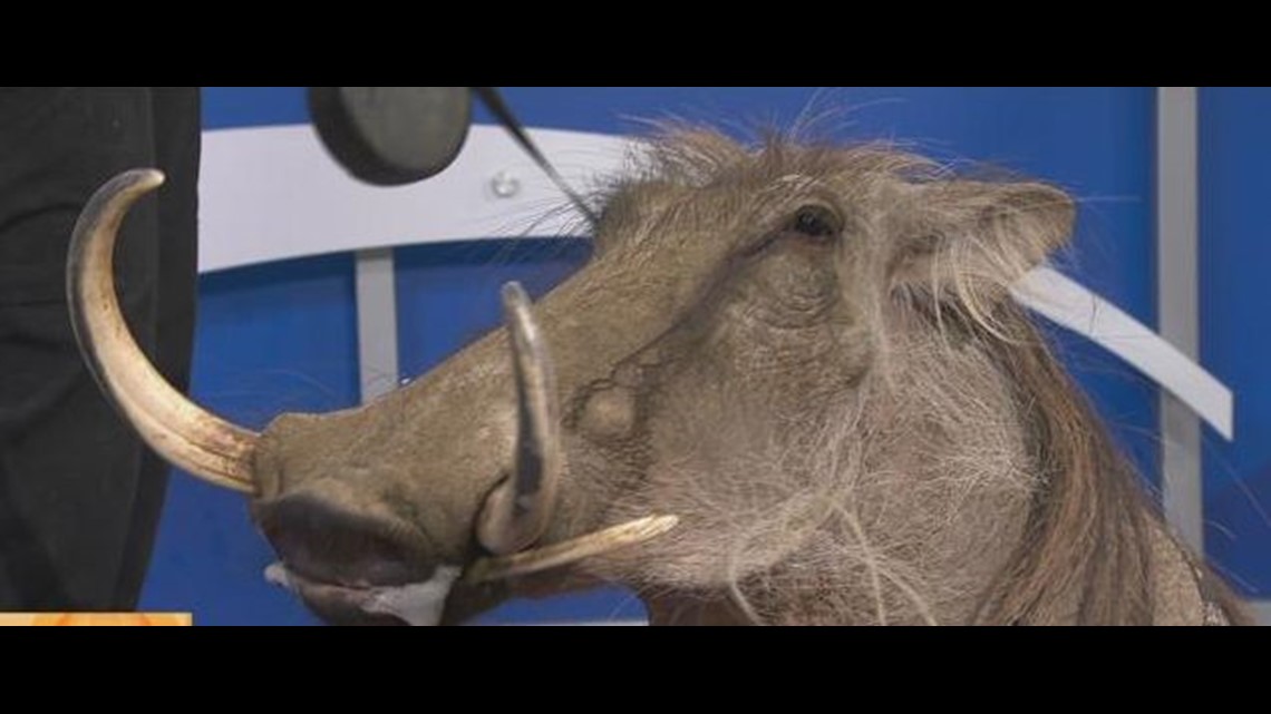 Zoo Day: It's the warthog | cbs8.com