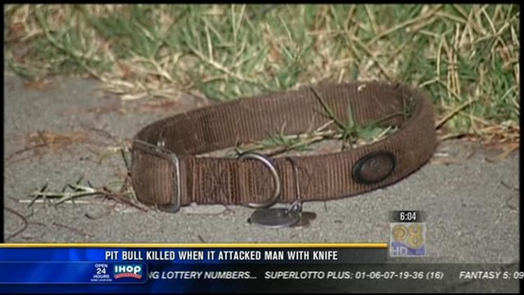 Pit bull killed after it attacked a man with a knife | cbs8.com