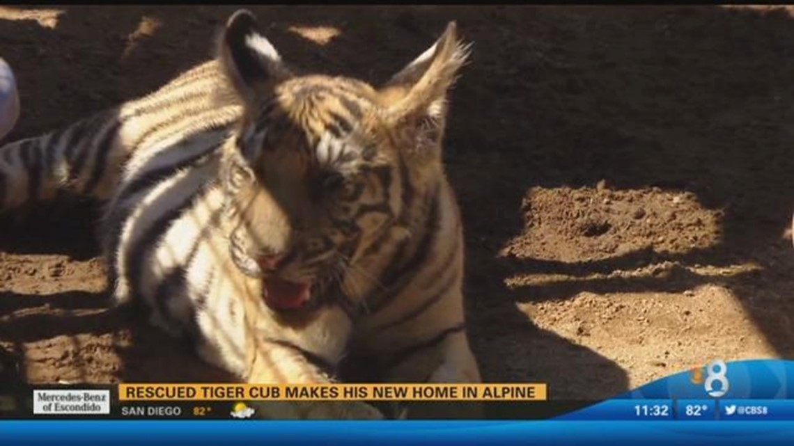 Rescued tiger cub makes his new home in Alpine | cbs8.com