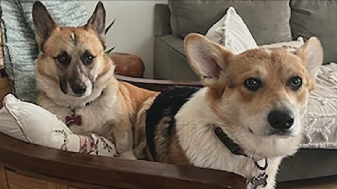 Family says beloved Corgis were intentionally poisoned in backyard ...