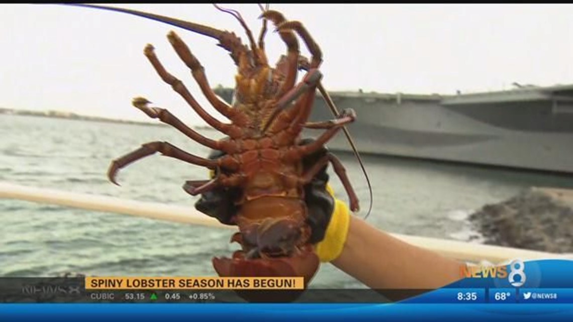 Spiny Lobster season has begun | cbs8.com