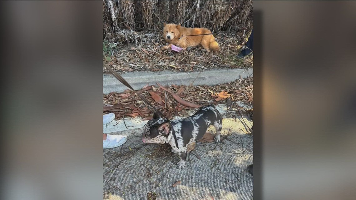 Good Samaritans rescue local dog from 163 freeway | cbs8.com