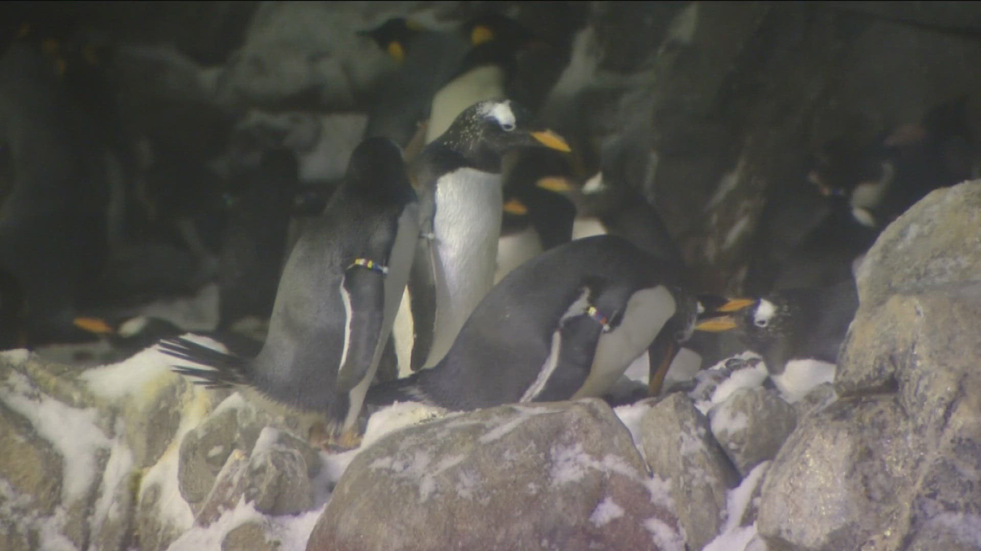 SeaWorld San Diego revives Penguin Cam for holiday joy with streaming ...