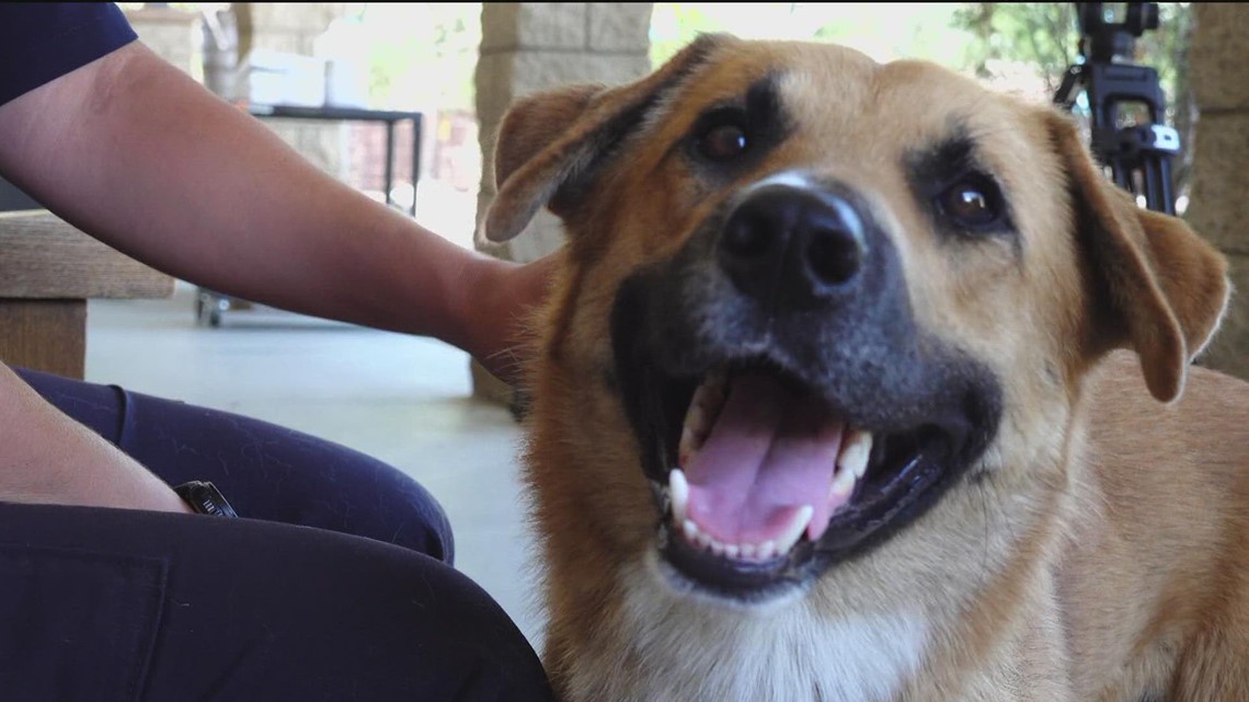Dog caught in gorilla enclosure looking for a home | cbs8.com