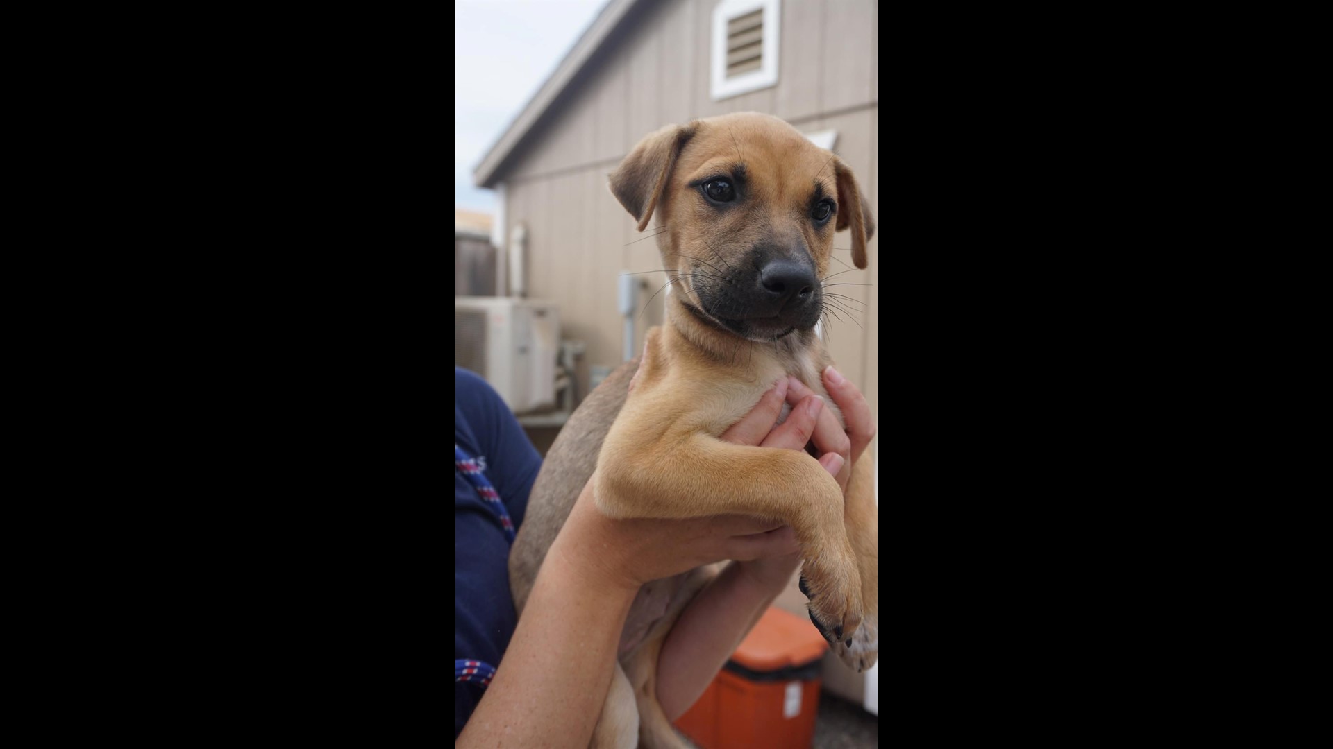 Adoptable puppies renamed after famous ‘Kevins’ for National Kevin Day ...