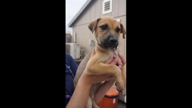 Adoptable puppies renamed after famous ‘Kevins’ for National Kevin Day ...