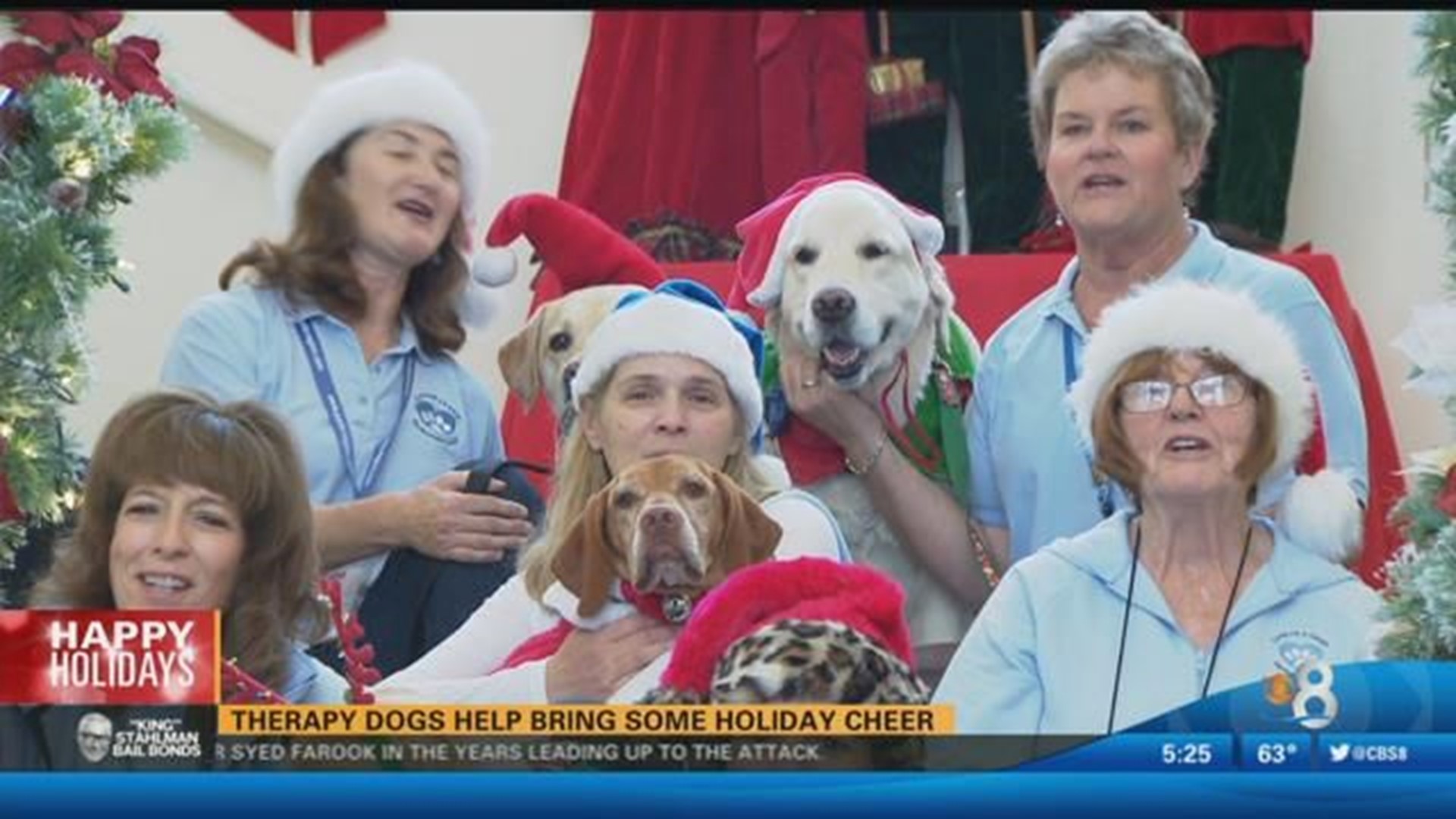 Therapy dogs help bring some holiday cheer | cbs8.com