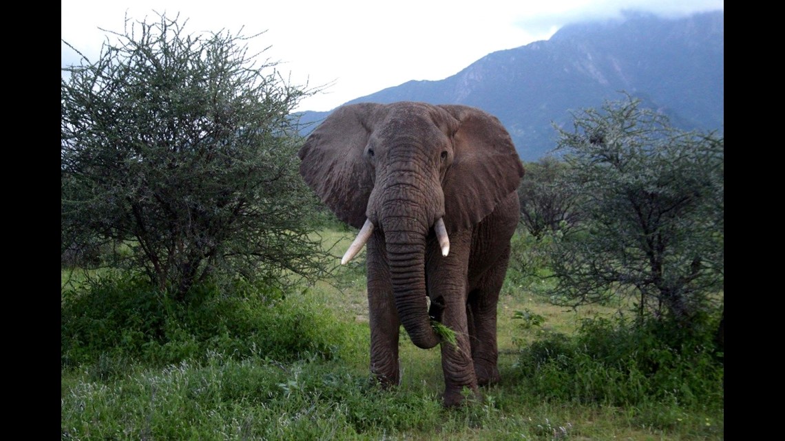 San Diego Zoo Global steps up efforts to save African elephants | cbs8.com