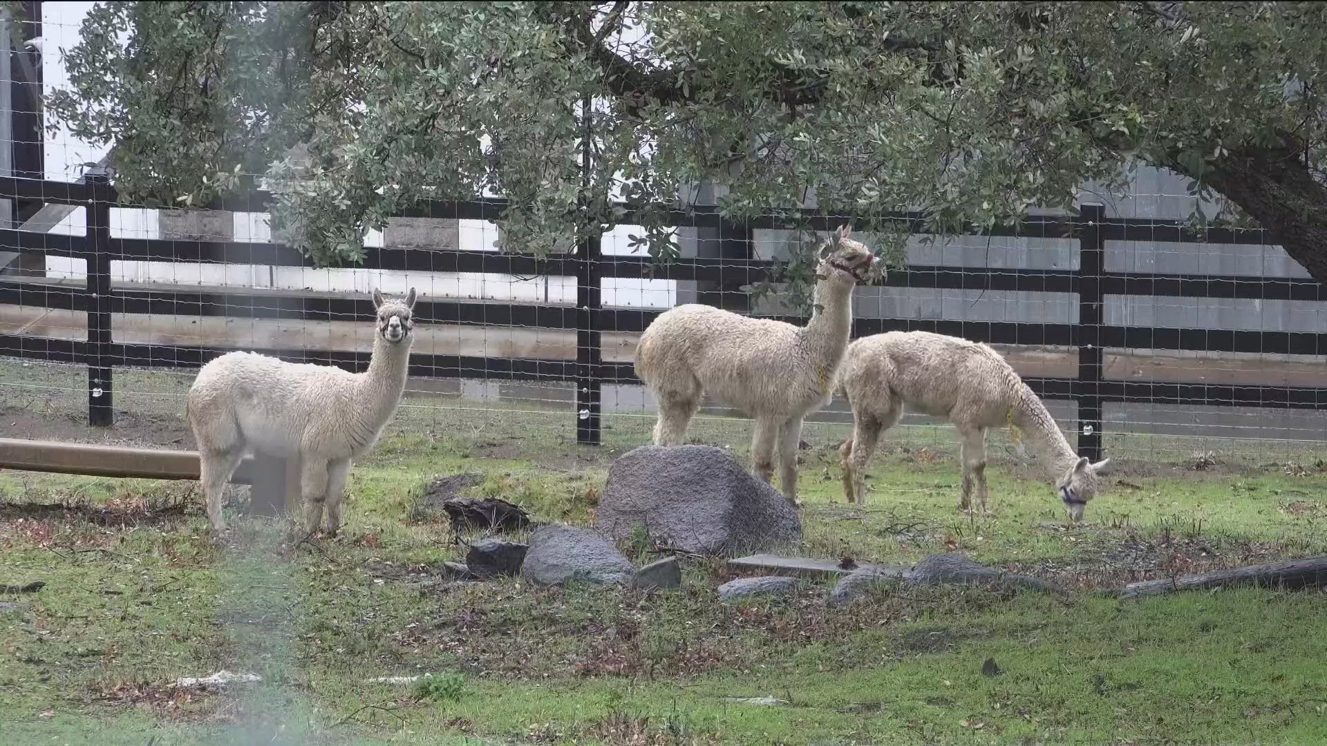 Alpacas rescued from Central California farm arrives in San Diego ...