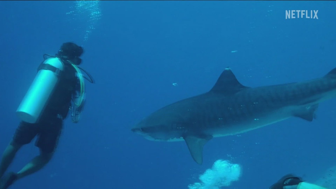 UC San Diego scientist stars in Netflix shark series | cbs8.com
