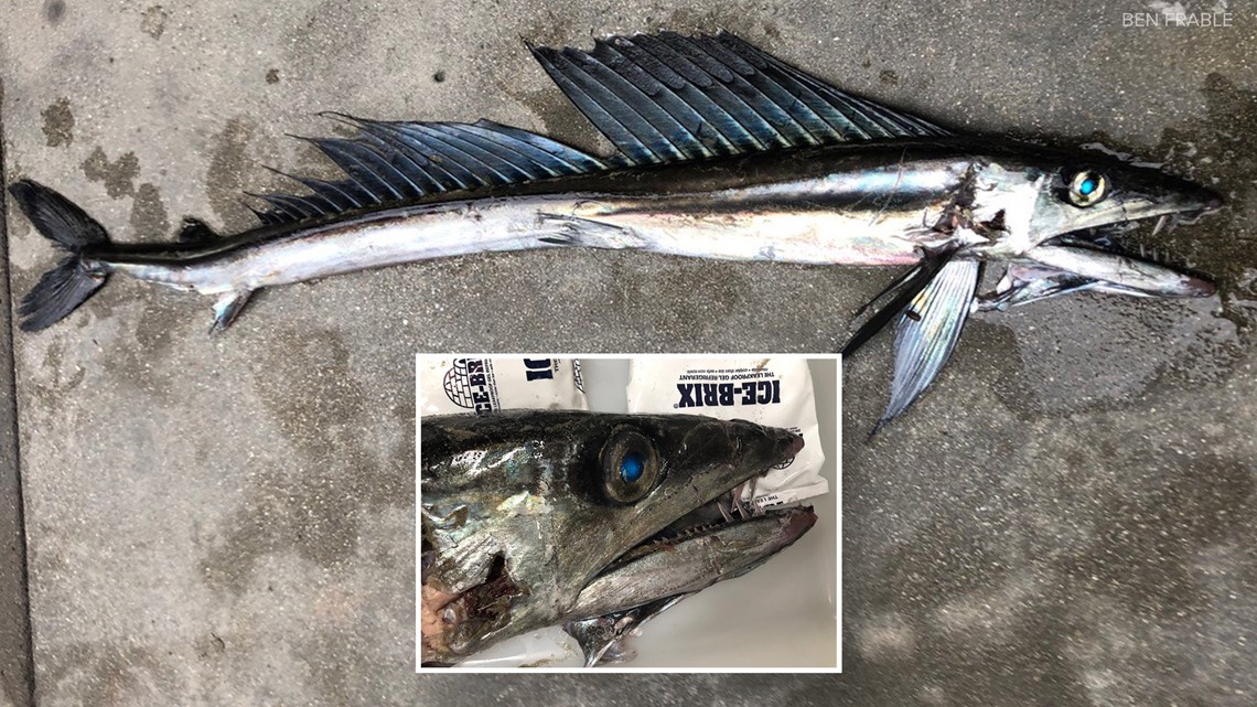 'Creepy-looking' lancetfish washes ashore in La Jolla | cbs8.com