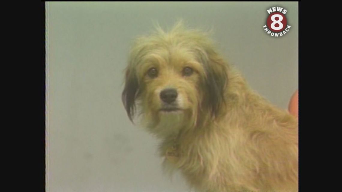 Benji the dog visits the San Diego Zoo in 1980 | cbs8.com