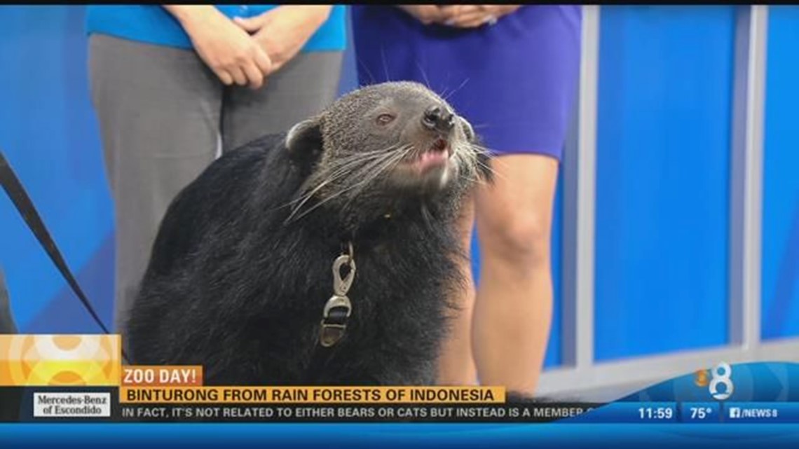 Zoo Day: Binturong | cbs8.com
