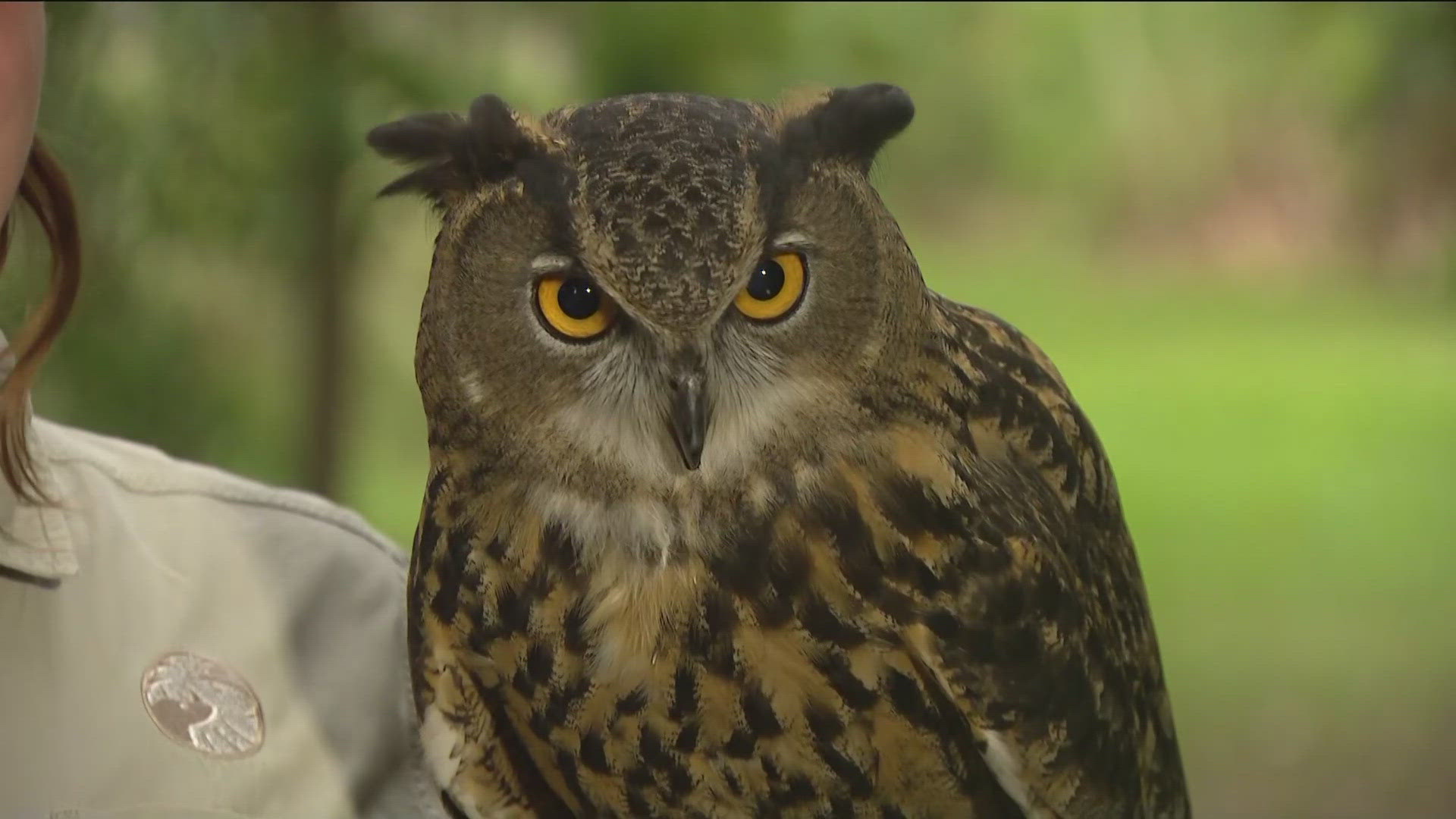 Zoo Day | Meet the Eurasian eagle-owl | cbs8.com