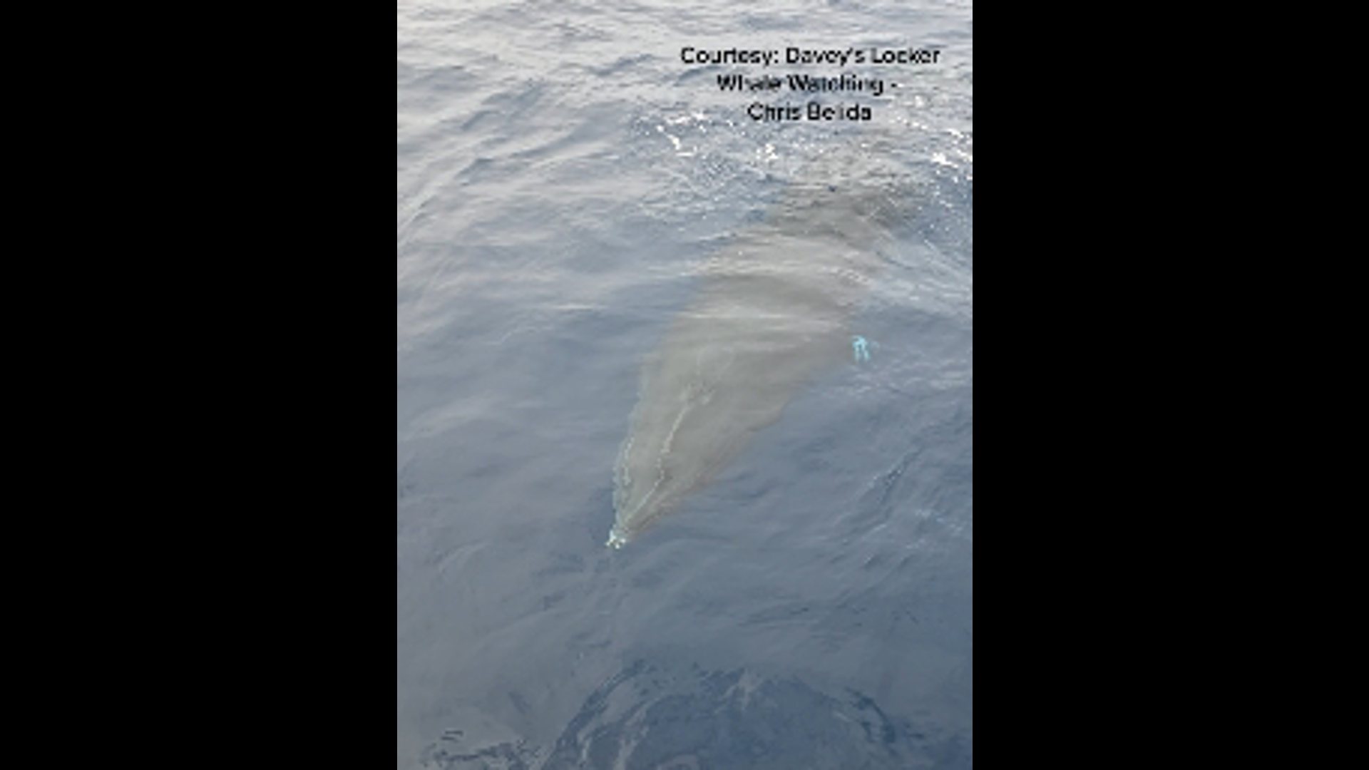 Students witness rare minke whales off Newport Beach Southern ...