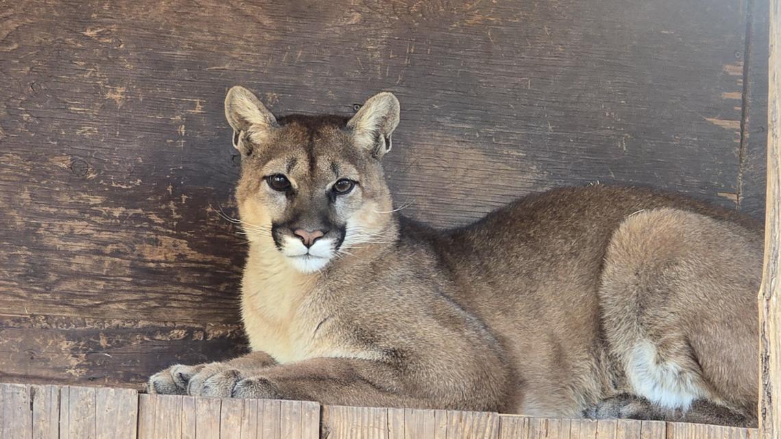 Injured mountain lion rehabilitated and released in California | cbs8.com