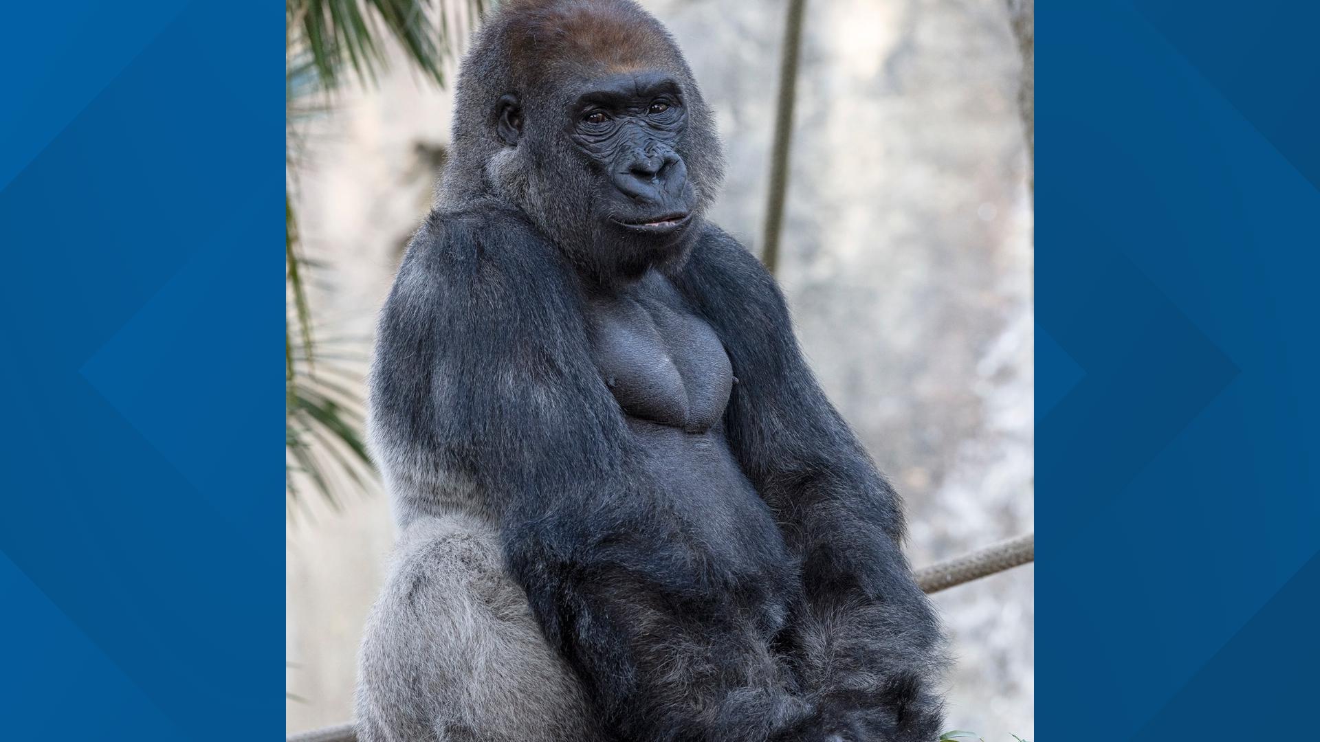 San Diego Zoo's 30-year-old Western lowland gorilla dies | cbs8.com