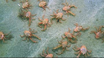 What are tuna crabs and why are they in San Diego waters? | cbs8.com