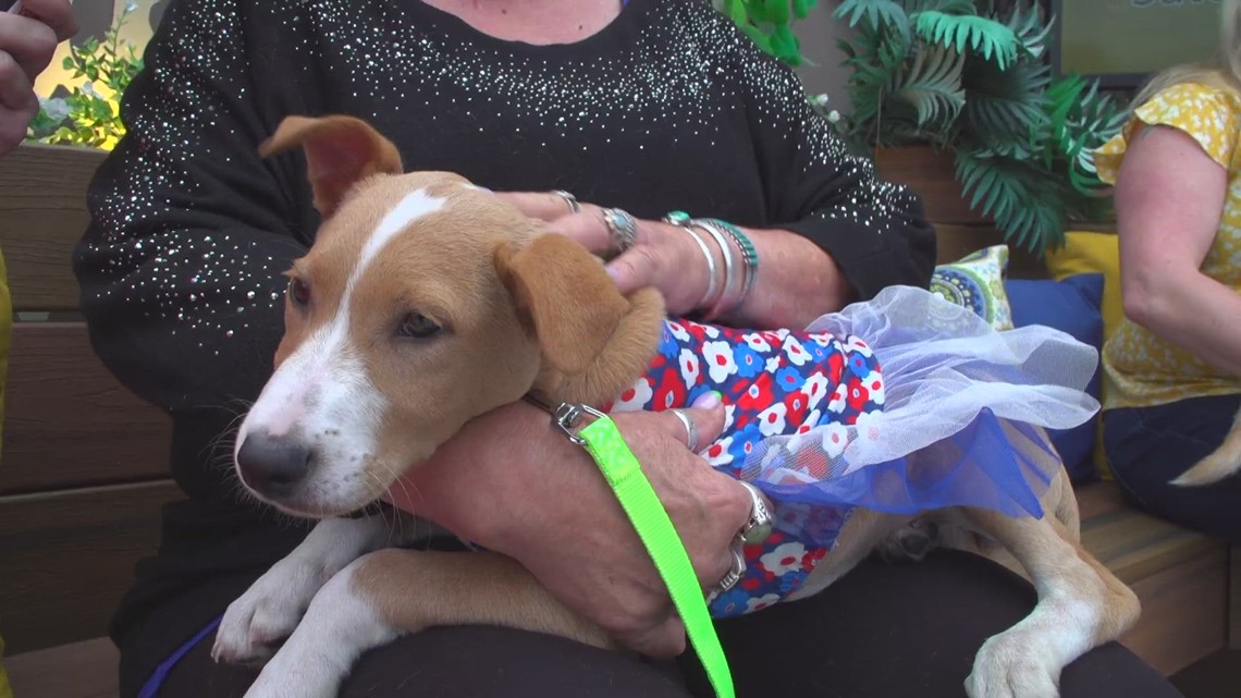 Mega Pet Adoption Event happening this Saturday | cbs8.com