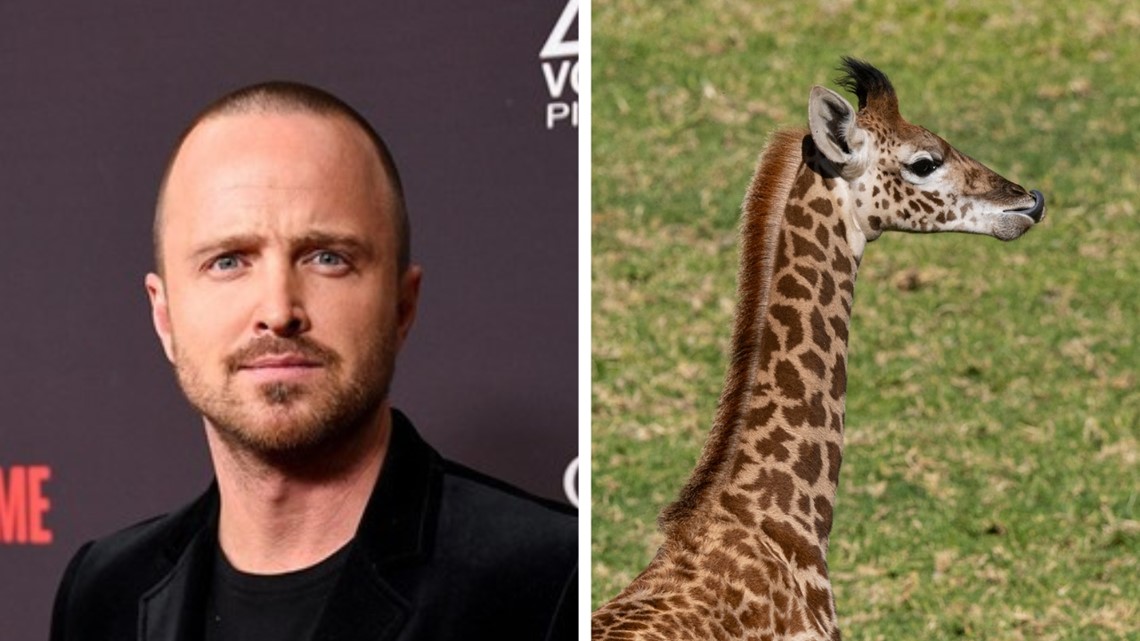 Breaking Bad actor Aaron Paul helps name San Diego giraffe | cbs8.com