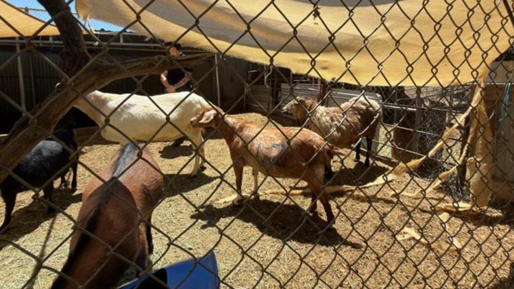 San Diego Humane Society leads mass rescue at Julian animal sanctuary ...