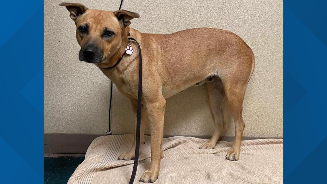 Baja Californian dogs at Oceanside SDHS ready for adoption | cbs8.com