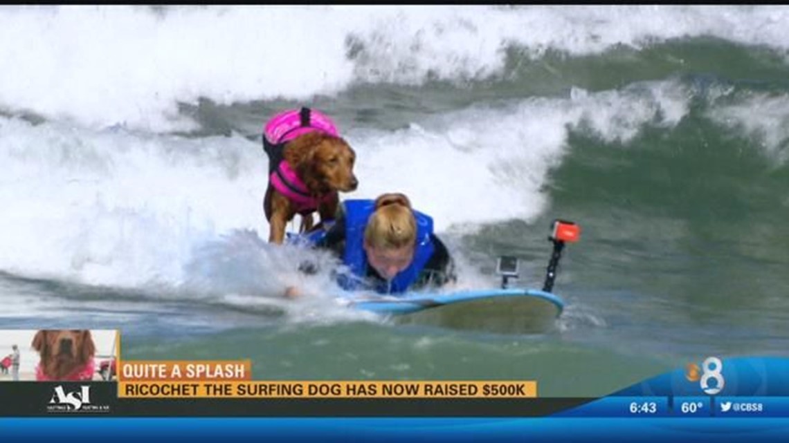 Quite A Splash: Ricochet the surfing dog helps raise $500k | cbs8.com