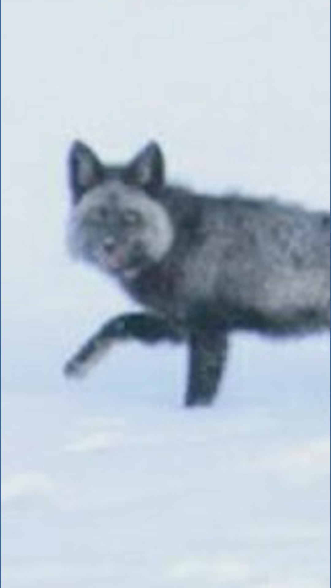 Rare red fox captured and tracked in the Sierra Nevada | cbs8.com