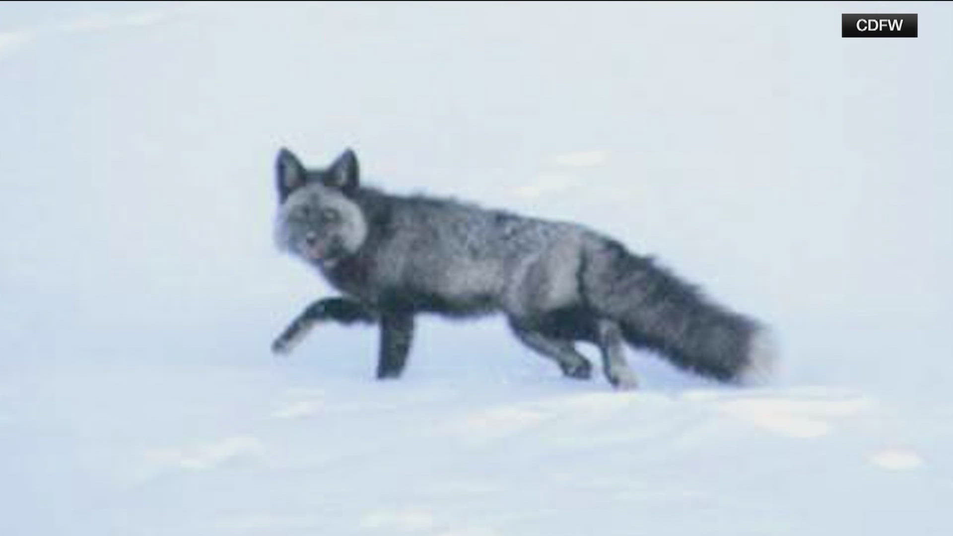Rare red fox captured and tracked in the Sierra Nevada | cbs8.com