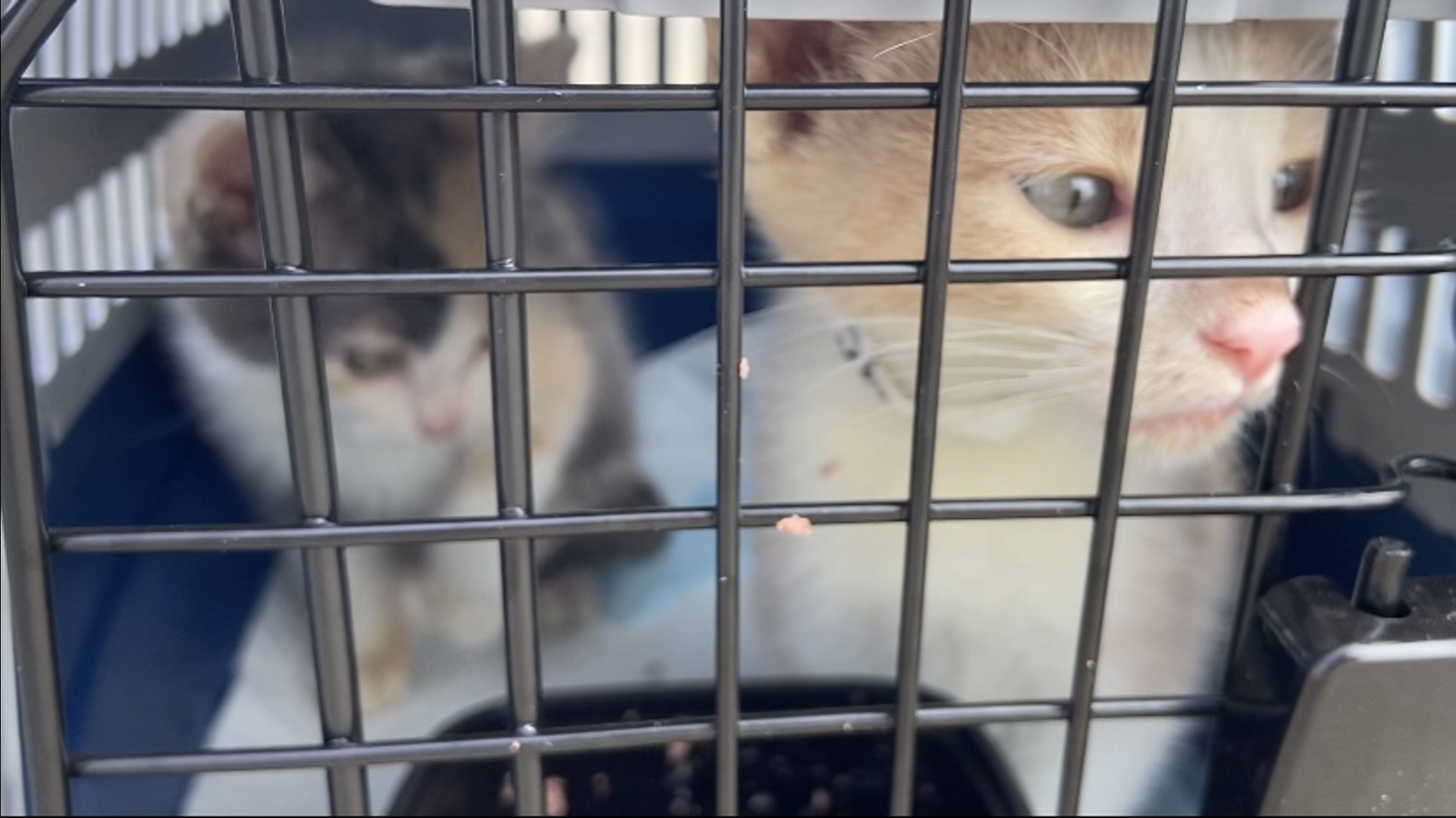 Over 100 kittens flown to Oregon for adoption | cbs8.com