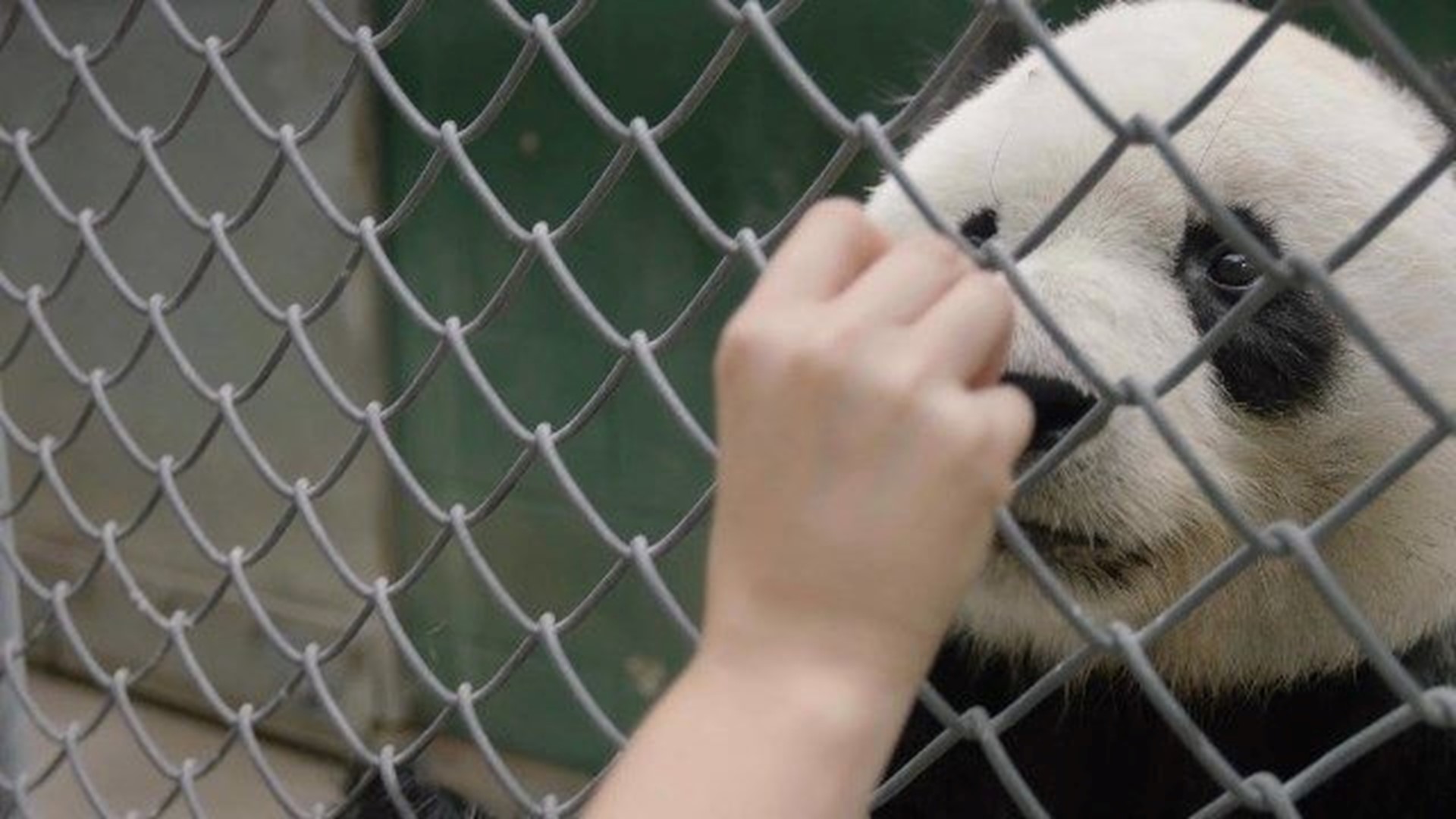San Diego Zoo's giant panda treated for incurable heart condition ...