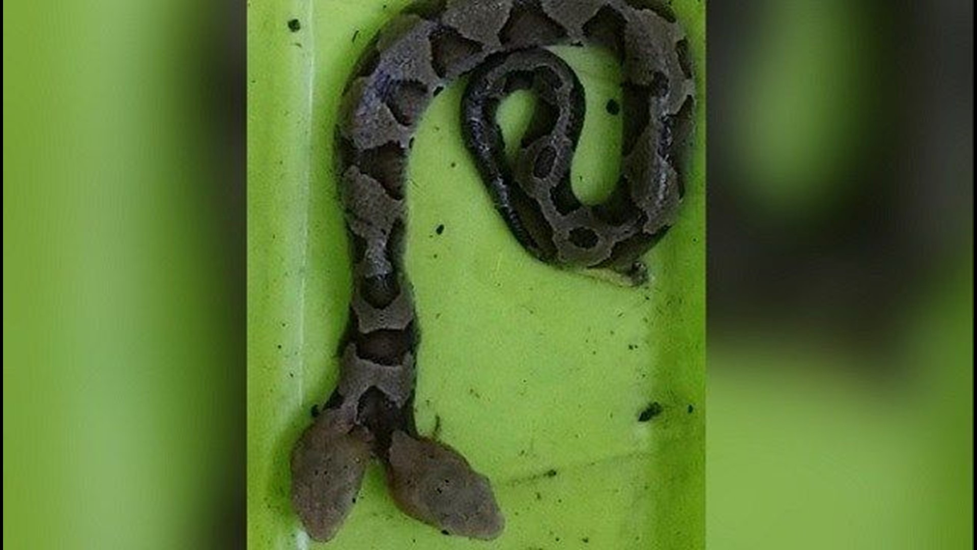 Holy snakes! 'Rare' two-headed copperhead captured in Virginia backyard ...