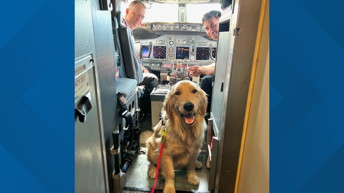Service dogs start training at San Diego International Airport | cbs8.com