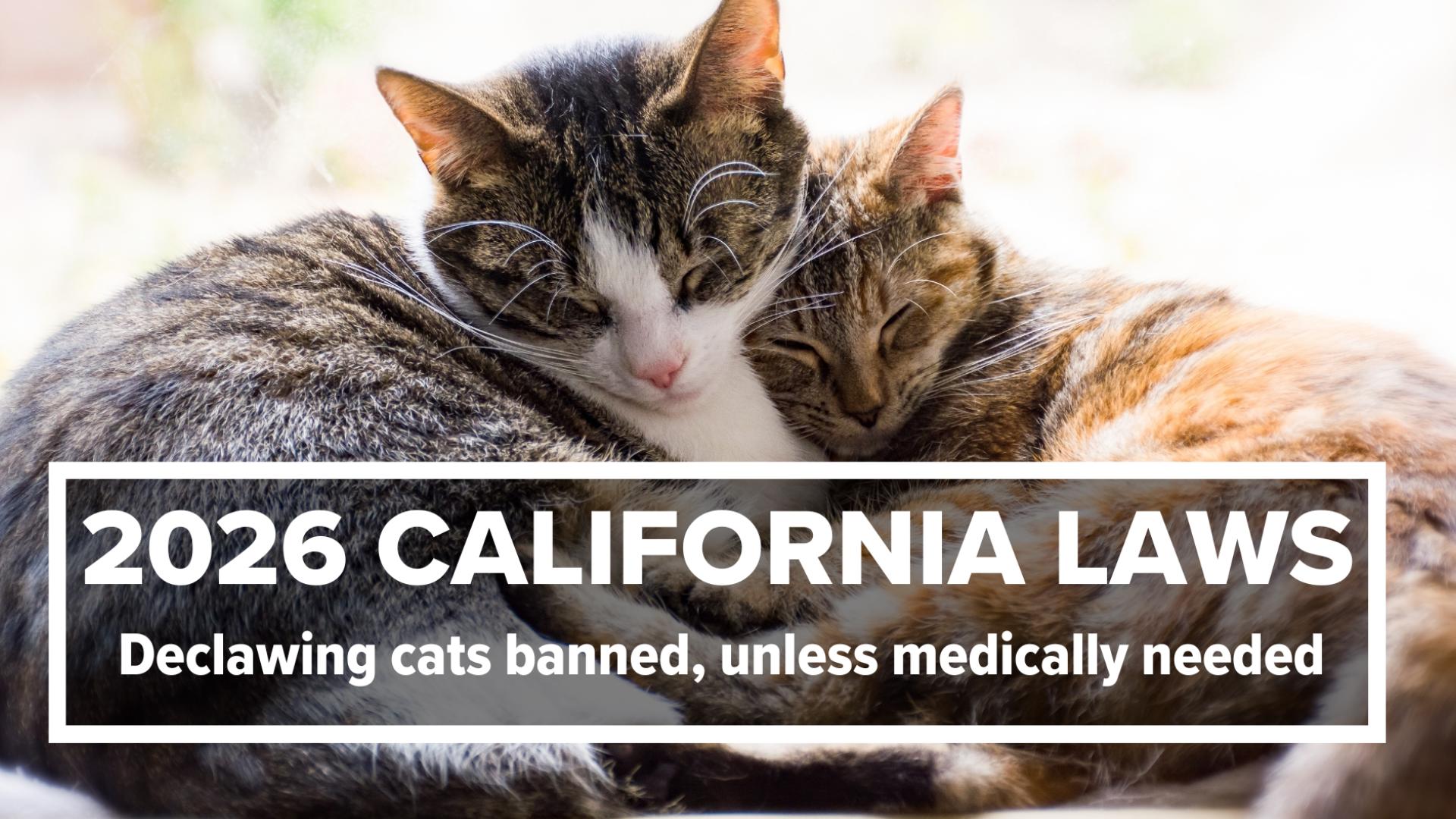 2026 New California Laws | Declawing cats now banned, unless medically ...