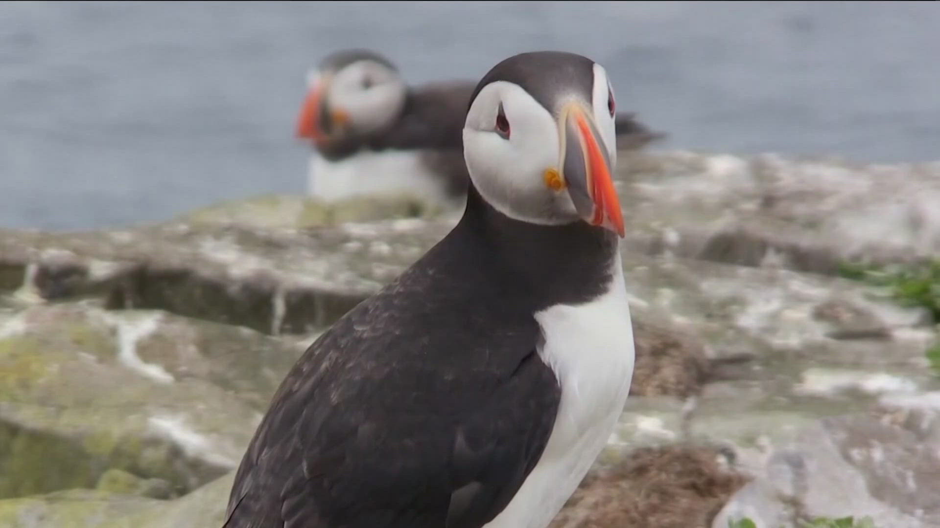 New global study reveals alarming declining genetic diversity | cbs8.com