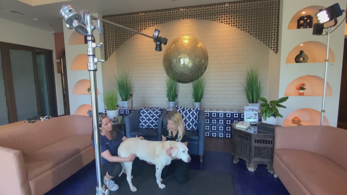 Pet owners turn to animal chirpractor for their pet's health | cbs8.com