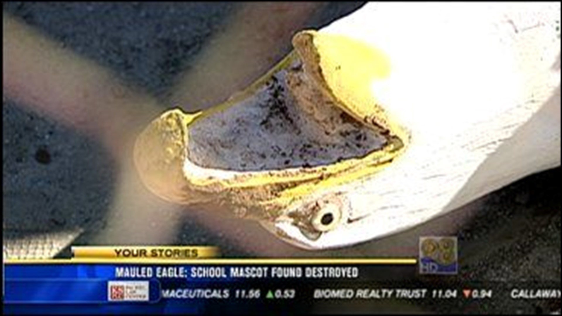 Bring Ernie the Eagle Back | cbs8.com
