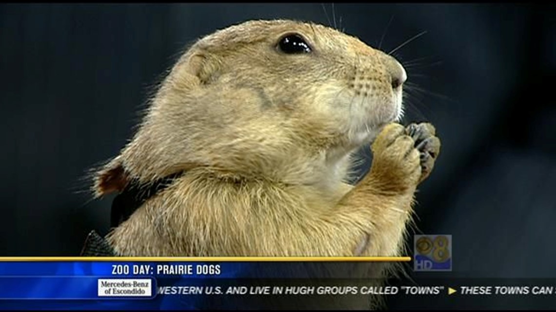 Zoo Day: Prairie dog | cbs8.com