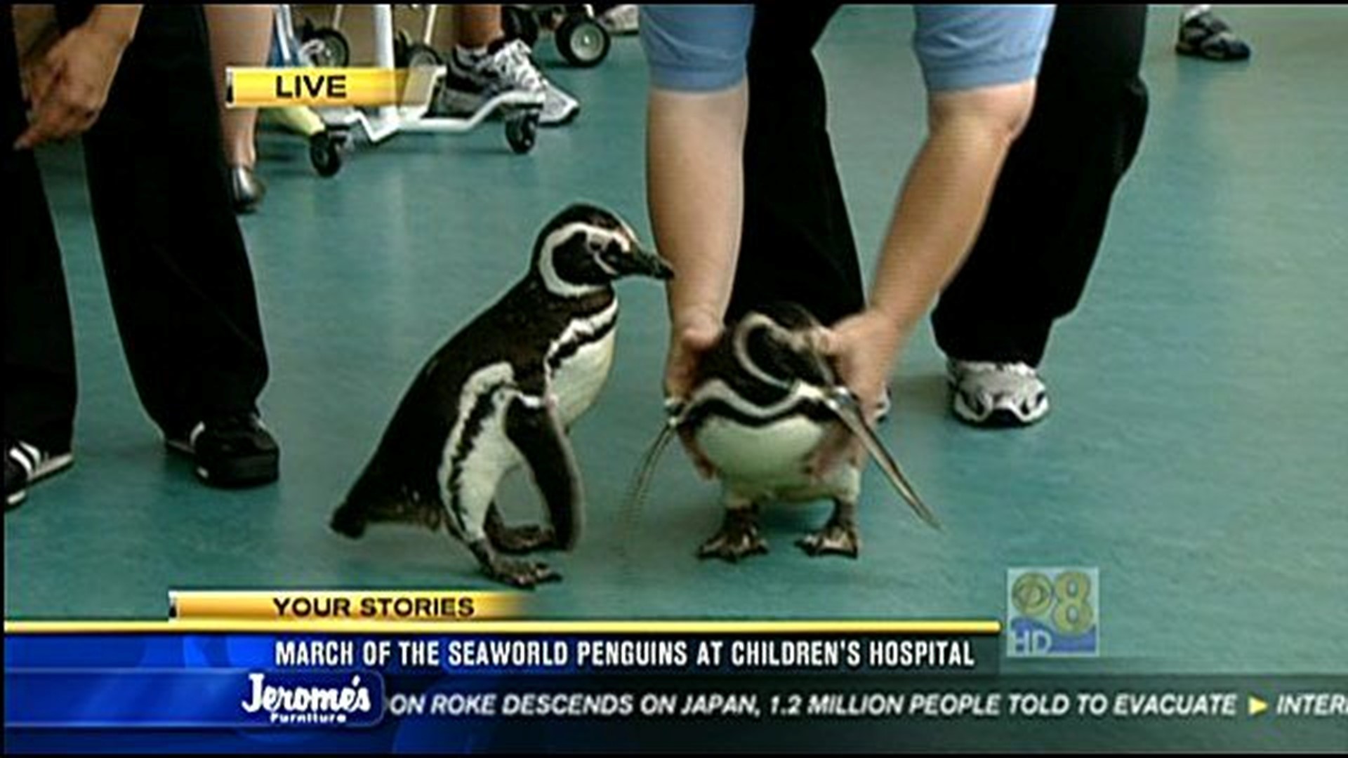 March of the SeaWorld penguins at Rady Children's Hospital | cbs8.com