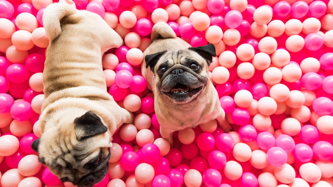 CuppaPug in Escondido caters to pug lovers | cbs8.com