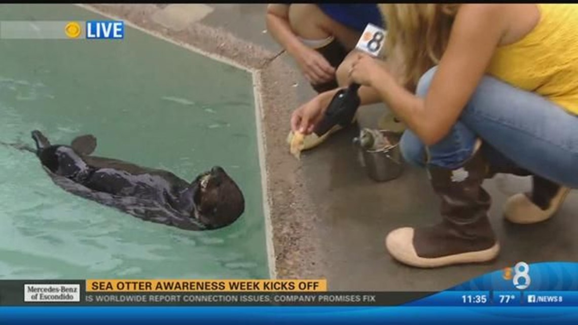 Sea Otter Awareness Week kicks off | cbs8.com