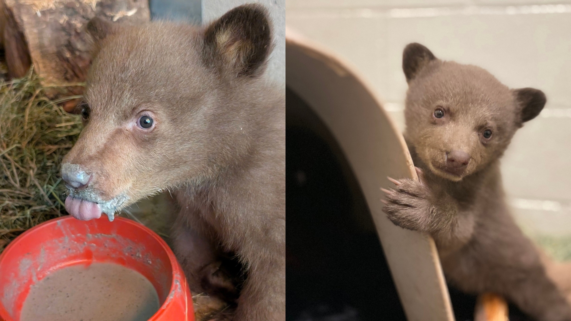San Diego Humane Society saves abandoned bear cub | cbs8.com