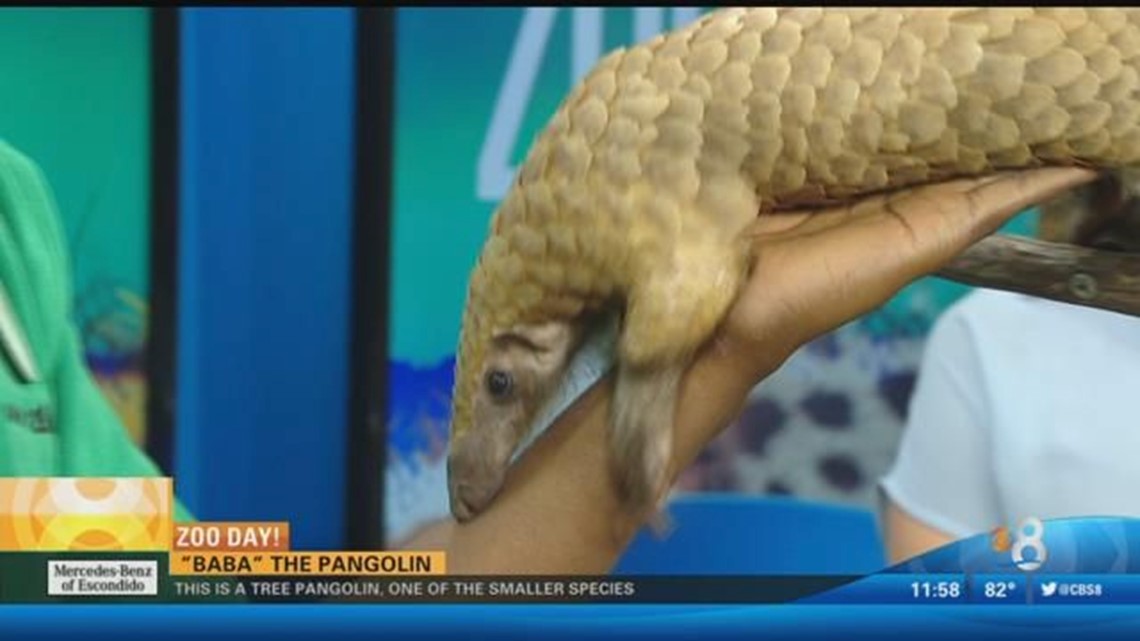 Zoo Day: Baba the Pangolin | cbs8.com