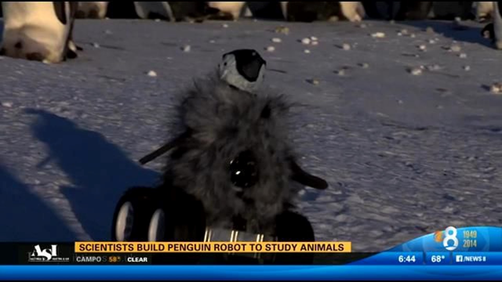 Scientists build penguin robot to study animals | cbs8.com