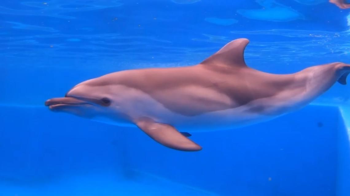Young, injured dolphin from Cardiff makes full recovery at SeaWorld ...