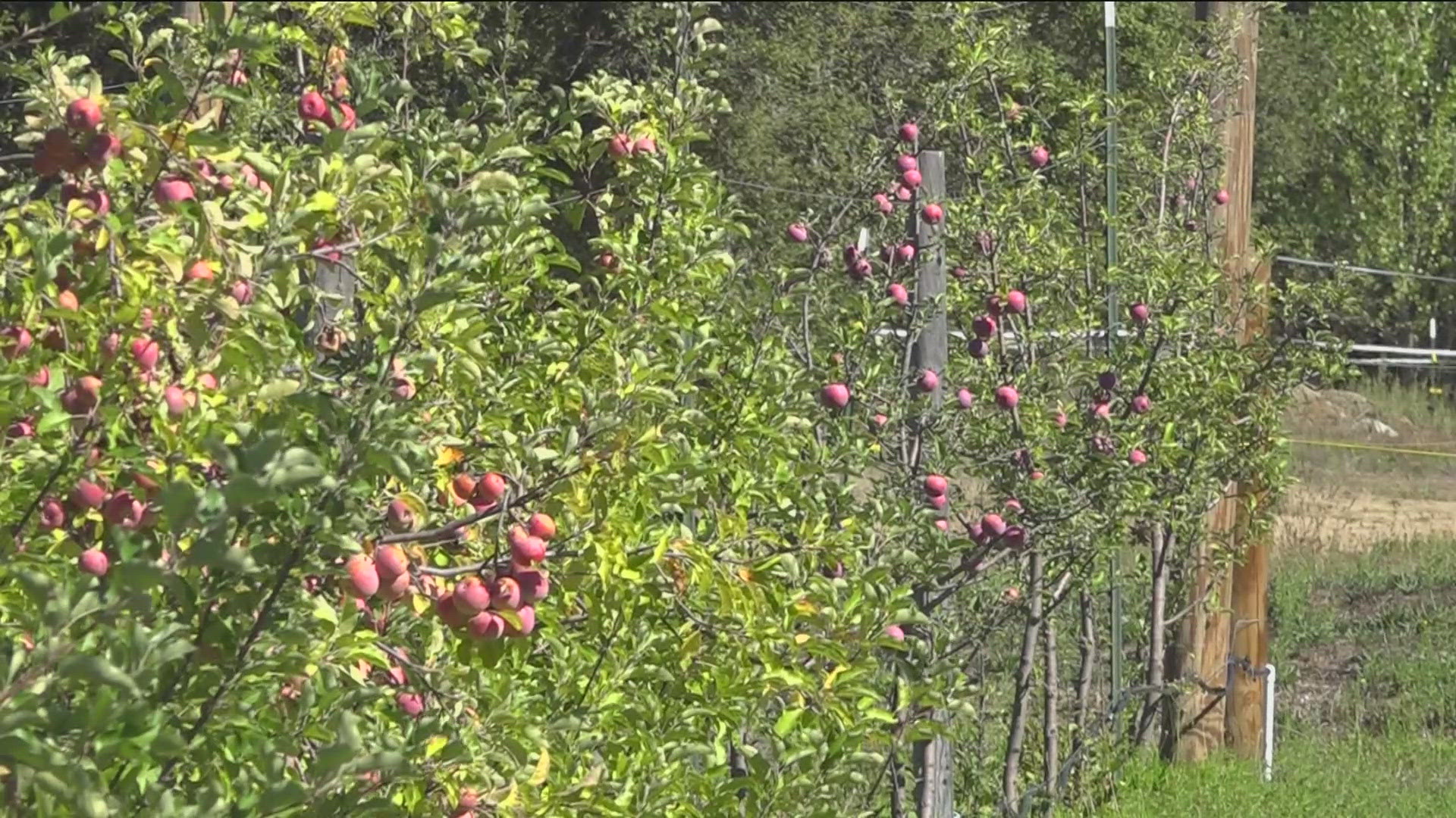 Apple picking season delayed in Julian | cbs8.com