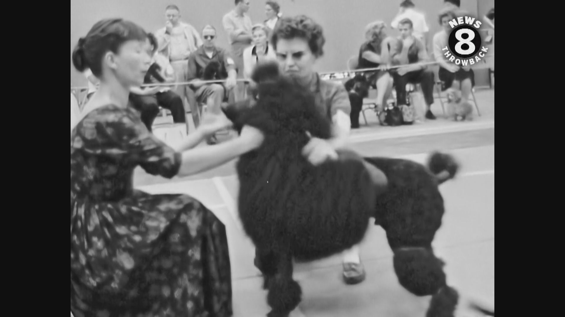 San Diego Poodle Club match 1960 | cbs8.com