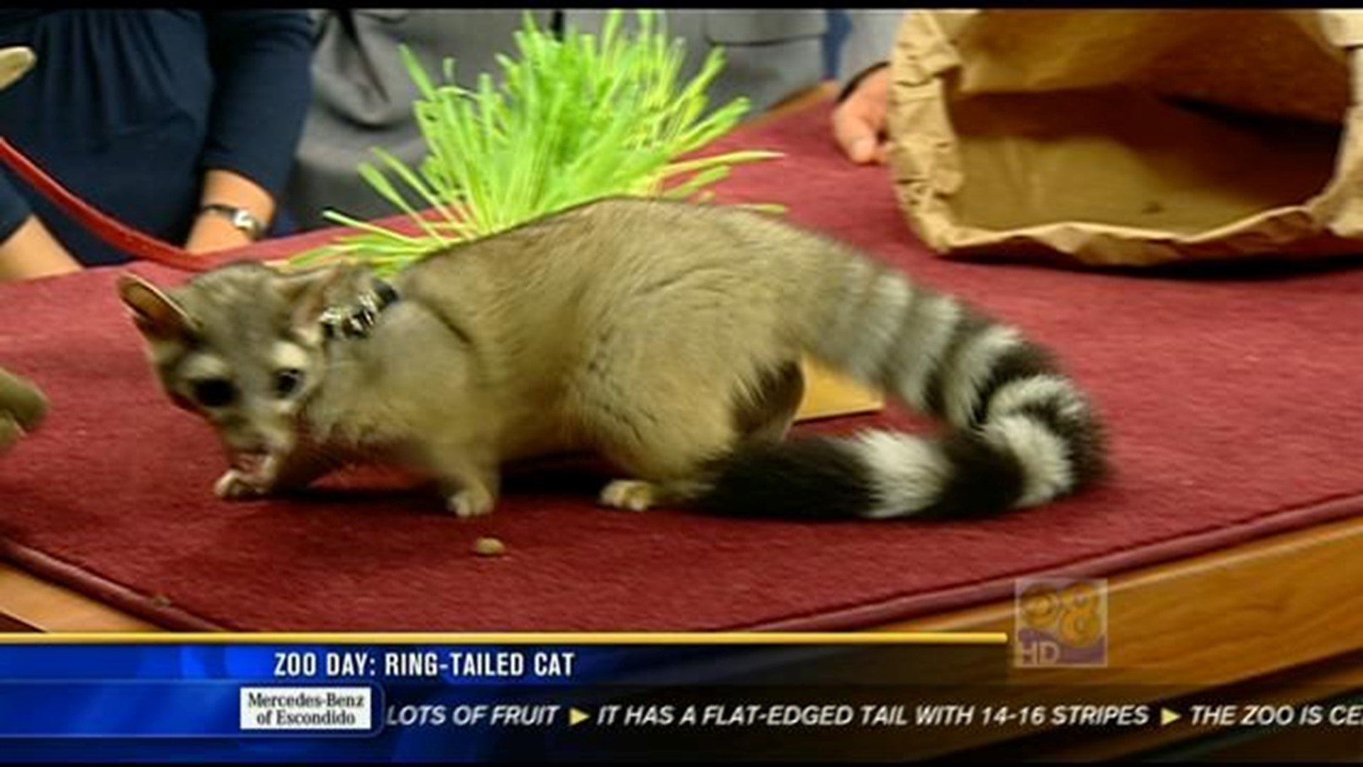 Zoo Day: Ring-tailed cat | cbs8.com